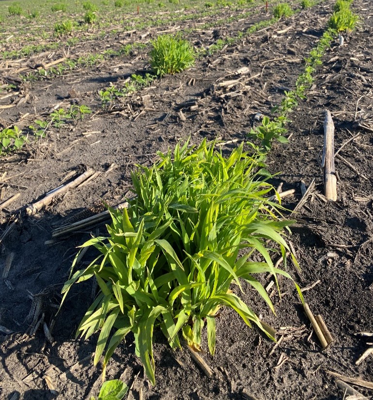 Golden Harvest | Timing Volunteer Corn Management in Soybeans
