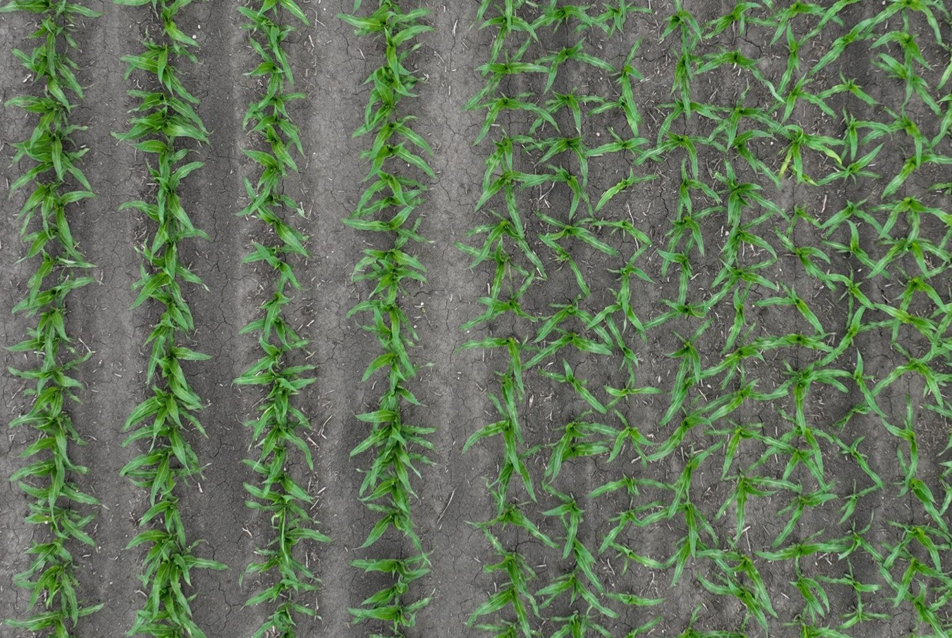 Golden Harvest | Corn Yield Response to Row Spacing and Seeding Rate