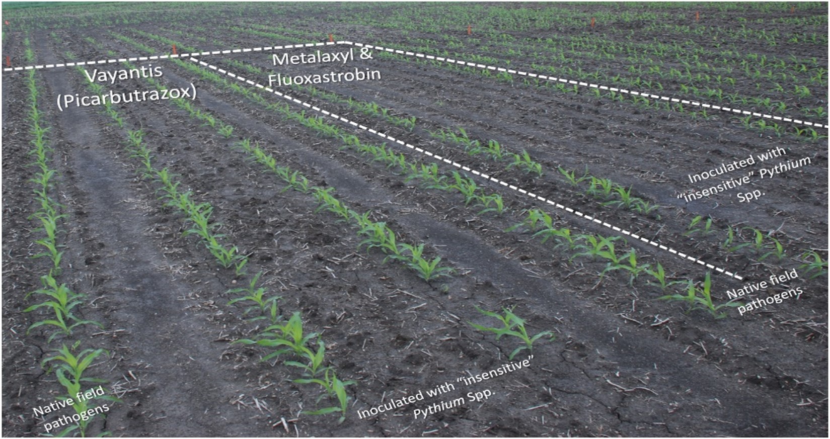 Golden Harvest | Managing Pythium with Action - Vayantis | Golden Harvest