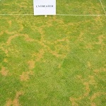 Turfgrass disease prevention Q&A: brown ring patch | GreenCast | Syngenta