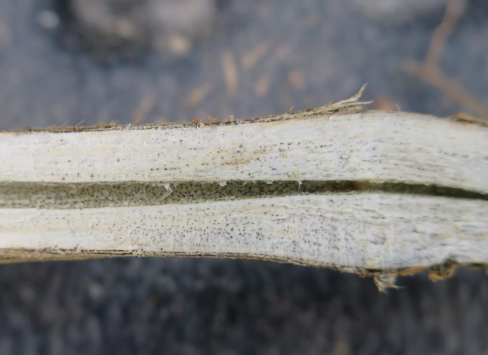 Golden Harvest | Charcoal Rot in Soybeans