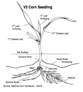 Replanting Guidelines for Corn