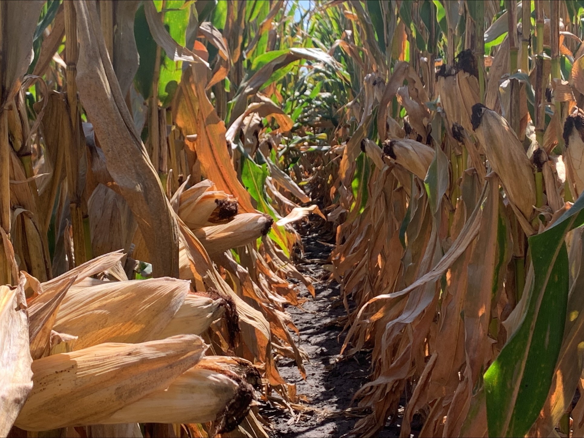 Golden Harvest | Elevating Corn Yield with Incremental Fertility and ...