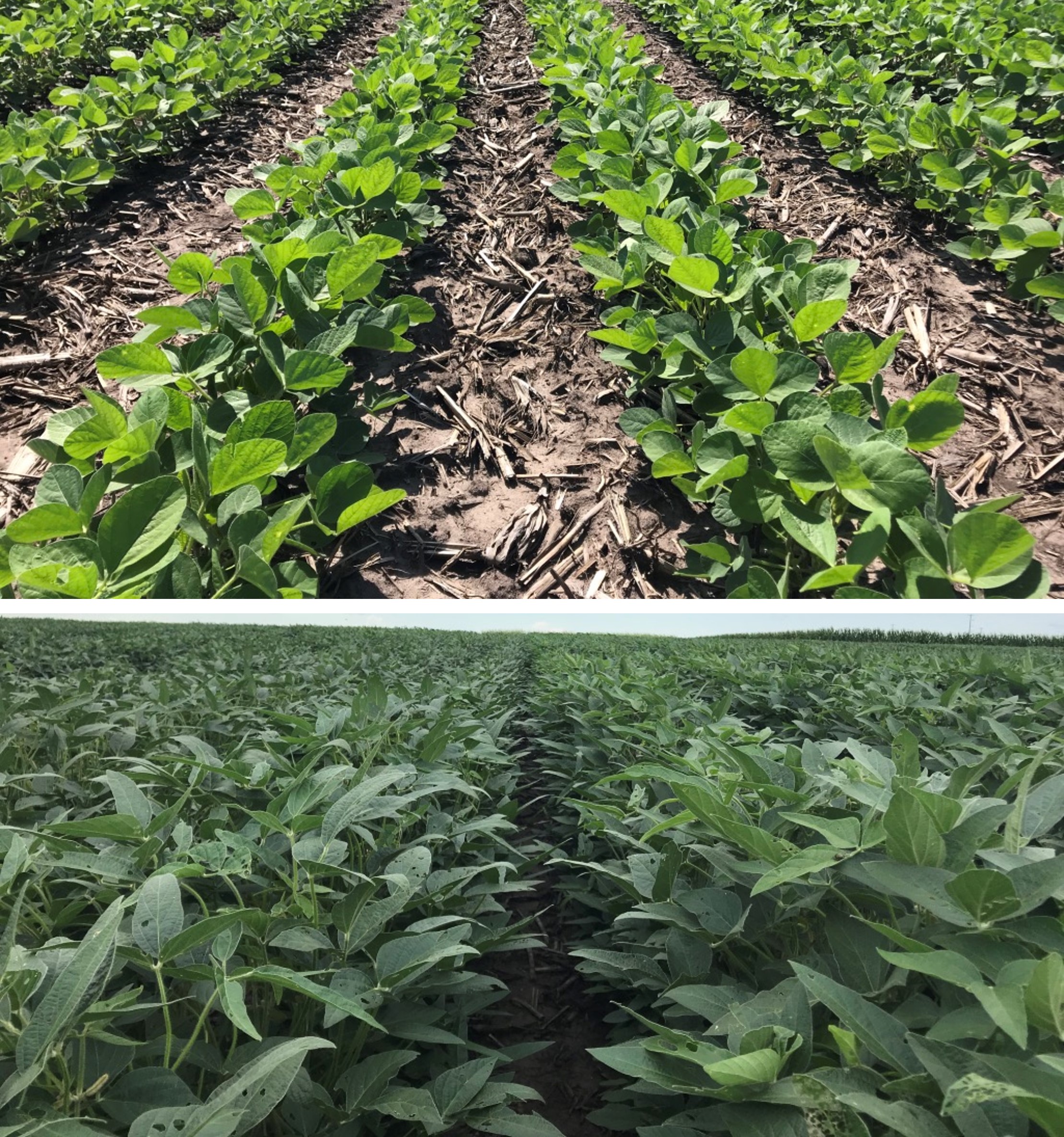 Golden Harvest | Evaluating Soybean Fungicide Application Timing During ...