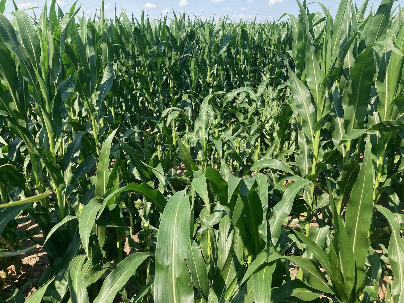 Golden Harvest | Green Snap Injury in Corn | Golden Harvest