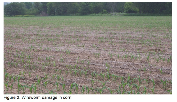 Golden Harvest | Wireworms in Corn