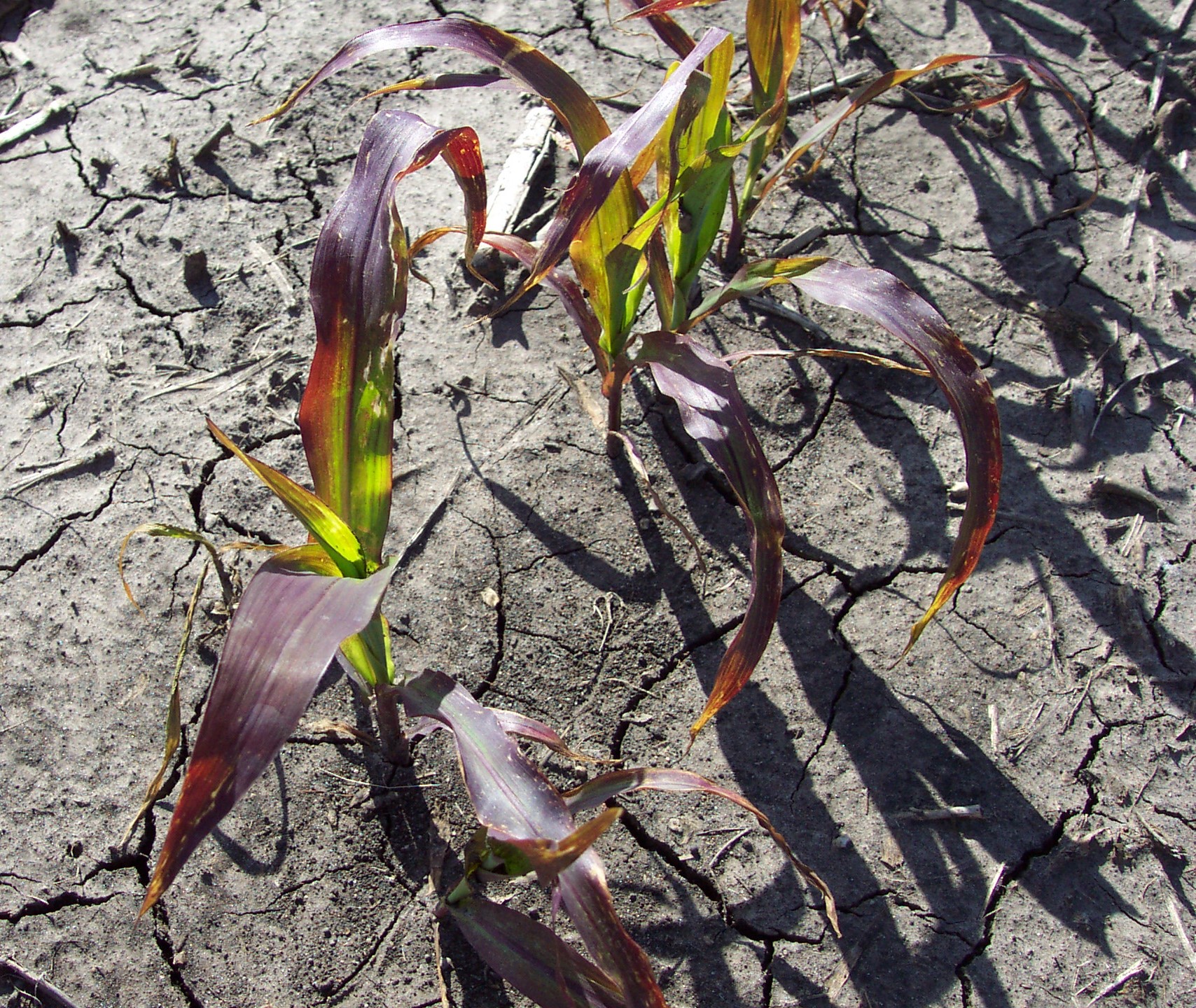 Causes of Early Season Purple Corn | Syngenta US