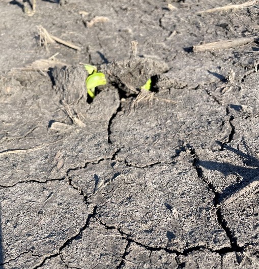 Golden Harvest | Replanting Strategies for Soybeans