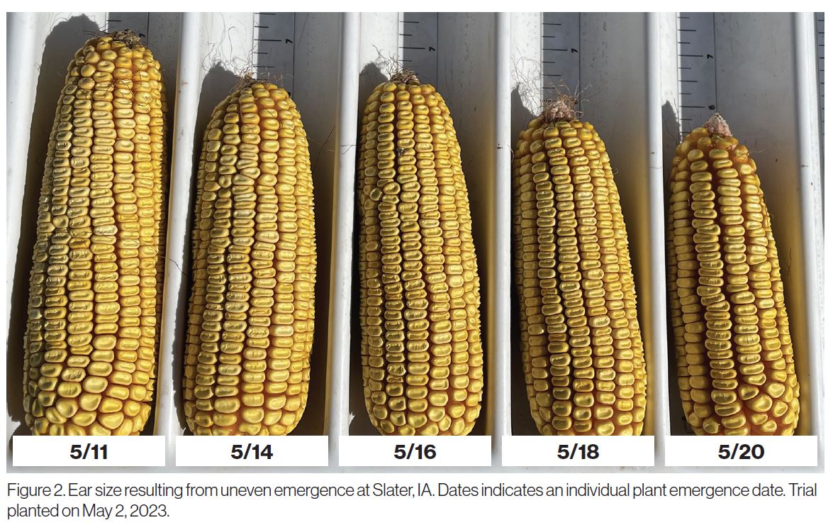 Golden Harvest | Effect of Uneven Emergence on Corn Yield Potential