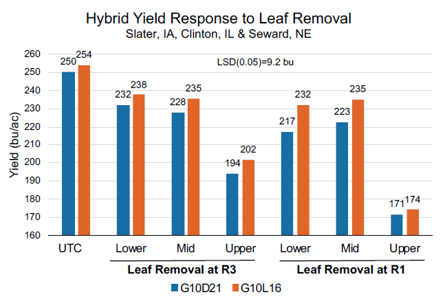 Golden Harvest | Leaf Defoliation Effect on Corn Yield and Lodging ...