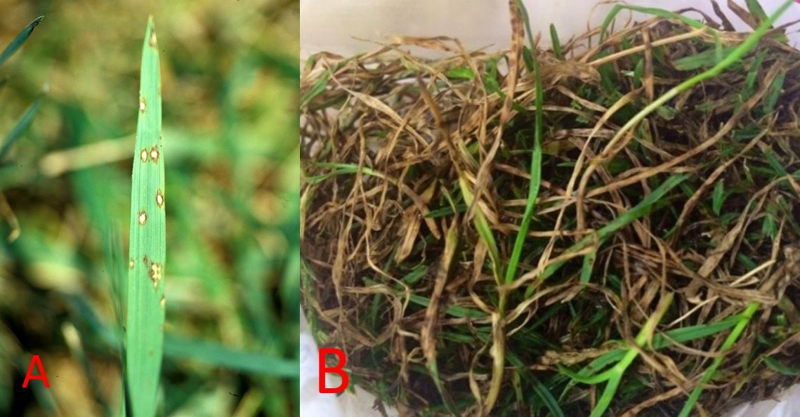 Gray leaf spot management | GreenCast | Syngenta