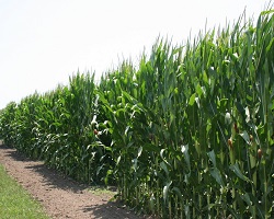 Golden Harvest | High Yield Corn Management
