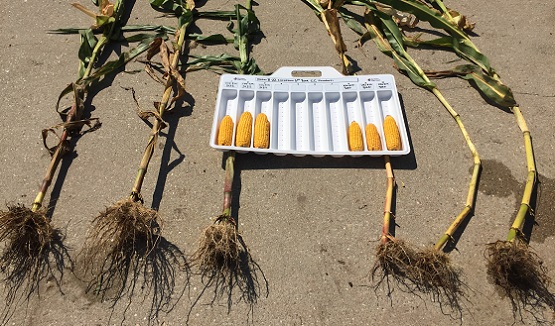 Accessing Corn Rootworm With Agrisure Duracade | Golden Harvest