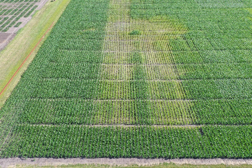 Golden Harvest | Hybrid Tolerance and Rescue Nitrogen Applications in ...