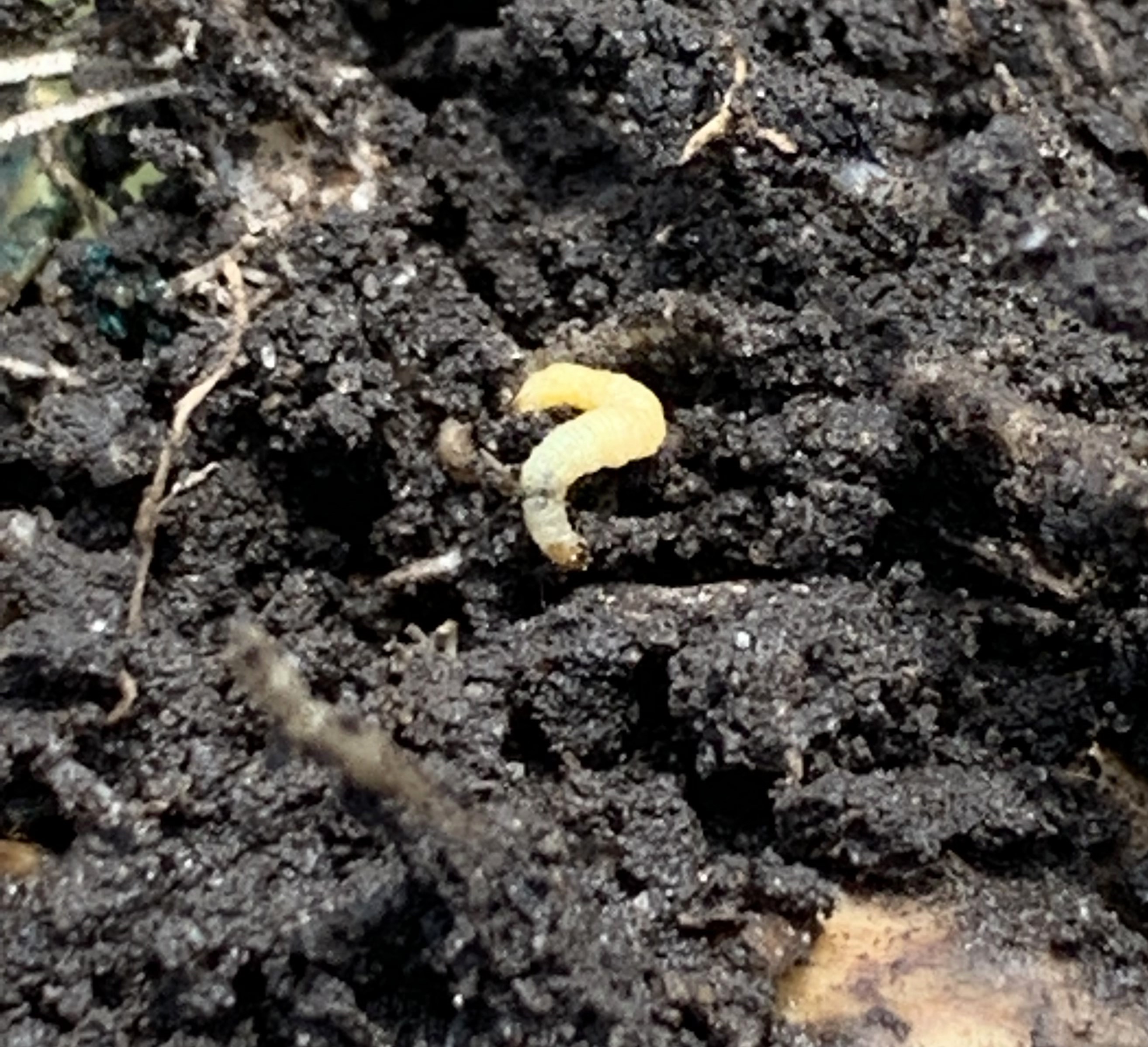 Golden Harvest | Prepare for Extended Diapause Northern Corn Rootworm ...