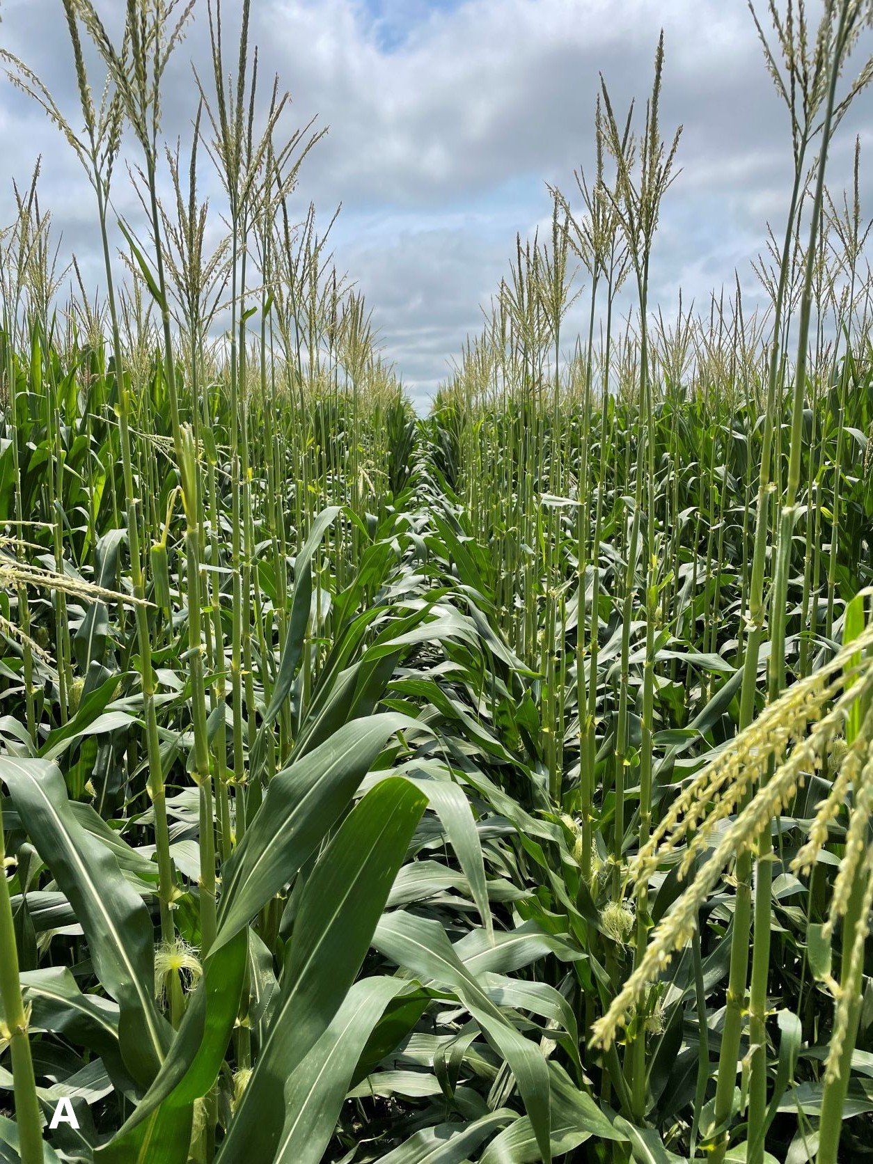 Golden Harvest | Leaf Defoliation Effect on Corn Yield and Lodging ...