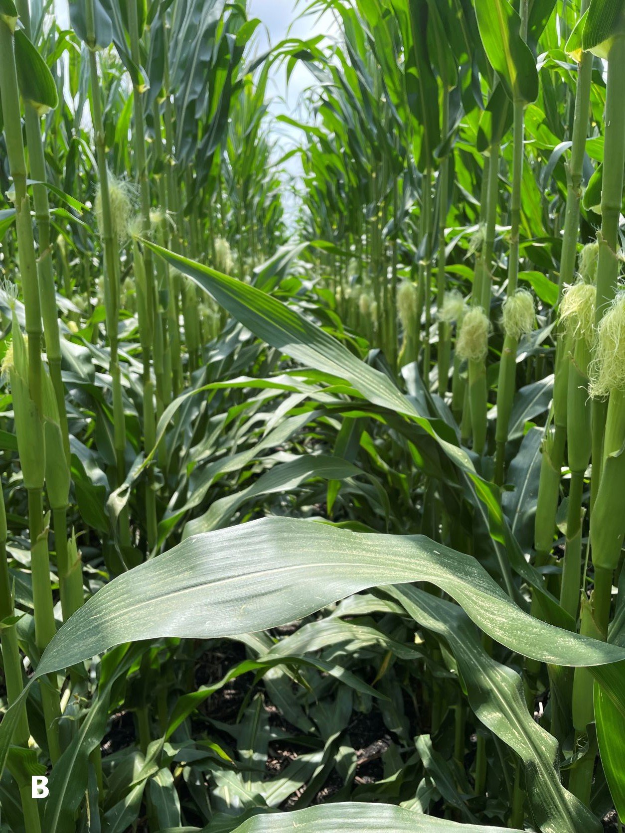 Golden Harvest | Leaf Defoliation Effect on Corn Yield and Lodging ...