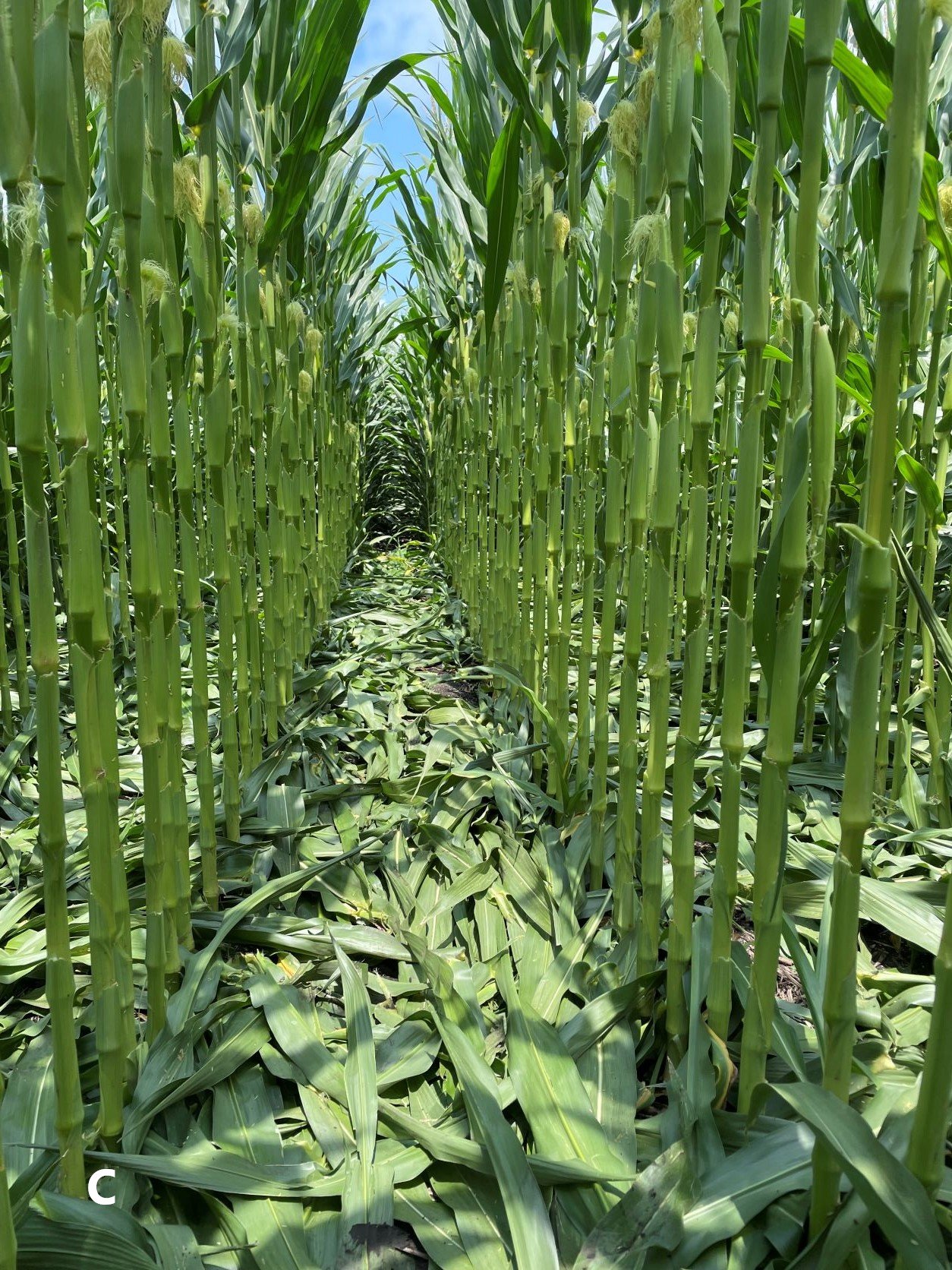 Golden Harvest | Leaf Defoliation Effect on Corn Yield and Lodging ...
