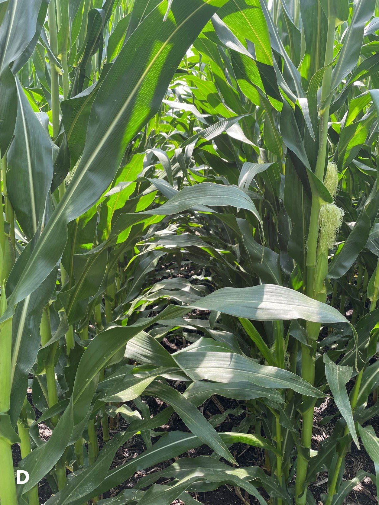 Golden Harvest | Leaf Defoliation Effect on Corn Yield and Lodging ...
