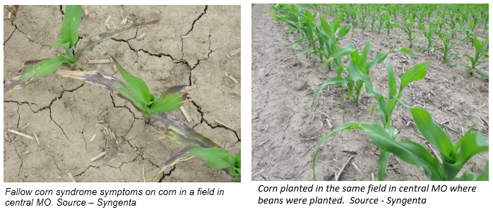 Golden Harvest | Protect Corn Crop from Fallow Syndrome