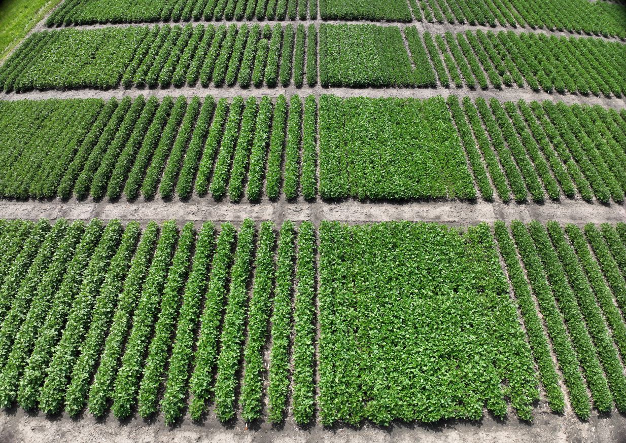 Golden Harvest | Combined Study of Soybean Row Spacing and Seeding Rate