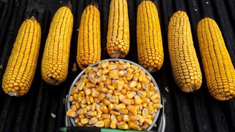 Golden Harvest | 9 Ways to Maximize Corn Seed Growth