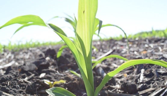 Golden Harvest | How to Apply Anhydrous Ammonia to Prevent Corn Injury