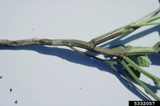 Soybean Root Disease Identification | Golden Harvest