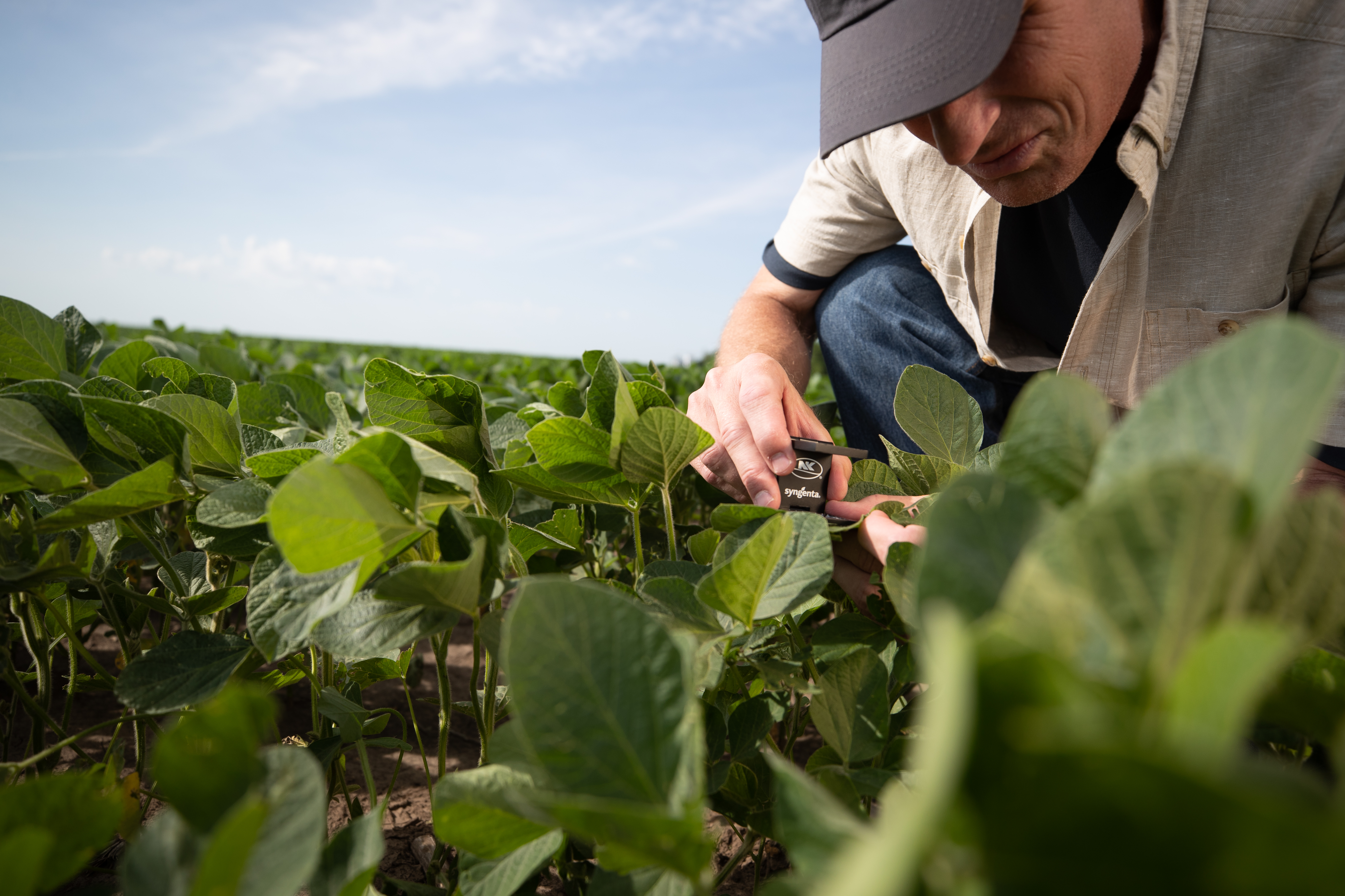 Syngenta offers farmers broad choice of traits with NK® soybeans for ...