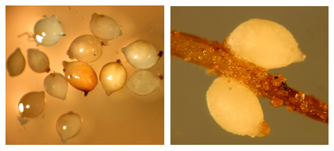 Soybean Cyst Nematode Symptoms and Management Guide | Golden Harvest