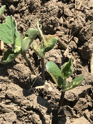 Golden Harvest | Seed Corn Maggot in Soybeans