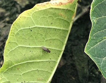 How to Control Fungus Gnats & Shore Flies | GreenCast | Syngenta