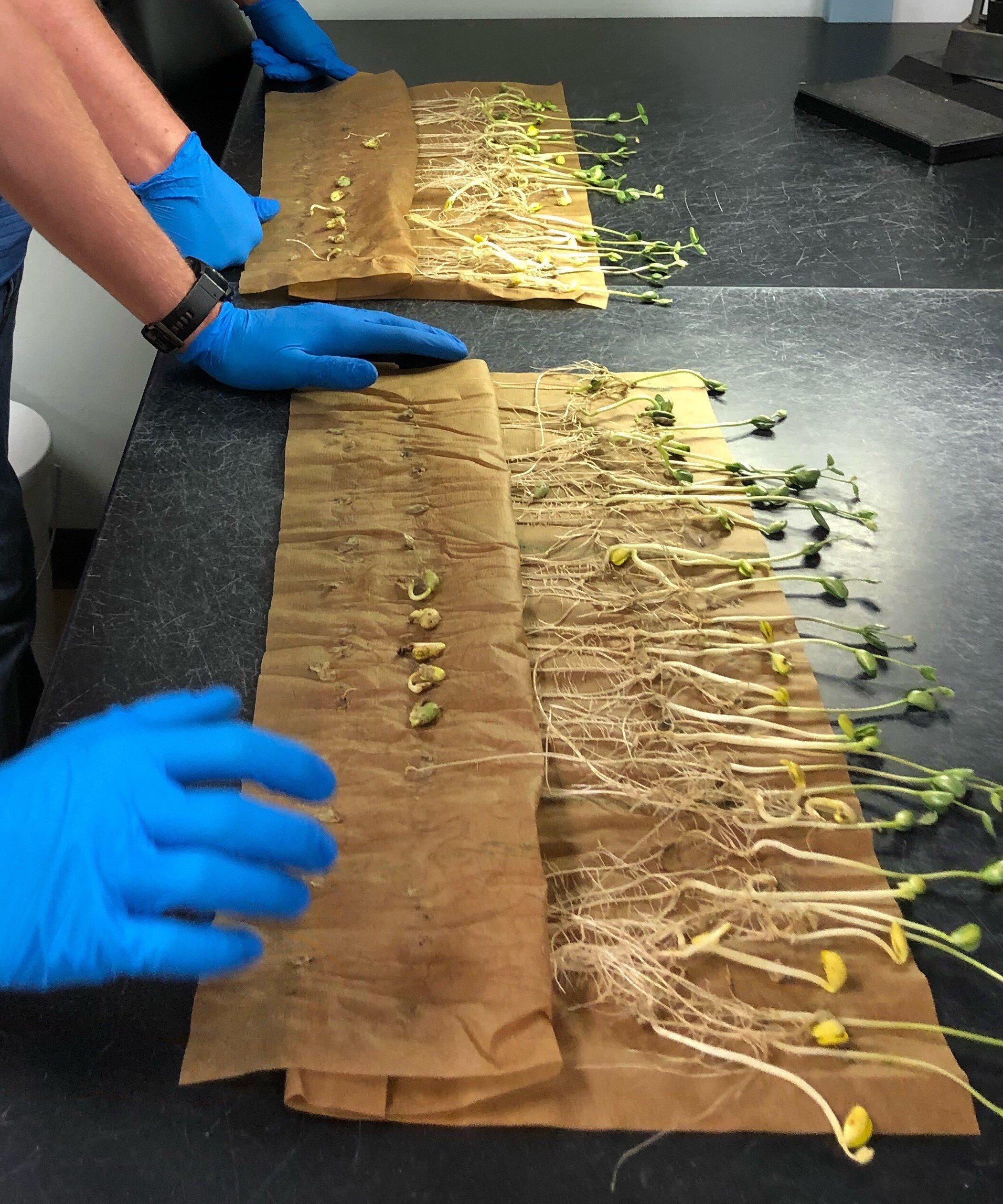 Golden Harvest | Cold Germination and Vigor as Standard for Soybeans ...