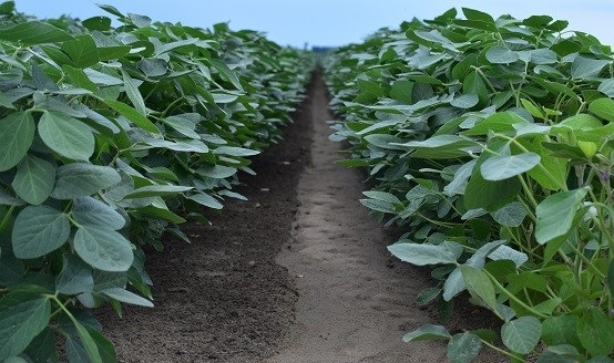 Golden Harvest | Assessing Hail Damage in Soybeans