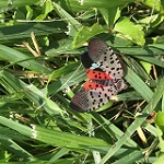 Tandem Insecticide | Professional Pest Management | Syngenta