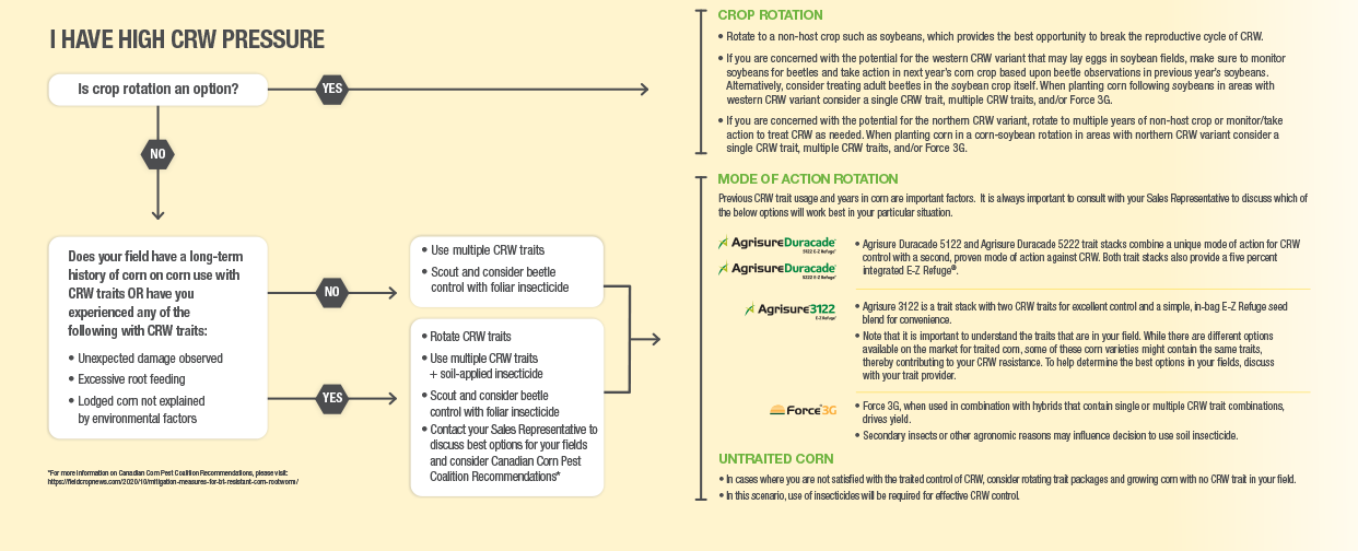 Strategies to manage next season’s corn rootworm pressure