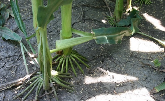 Golden Harvest | Balance Soil Fertility to Prevent Corn Stalk Lodging