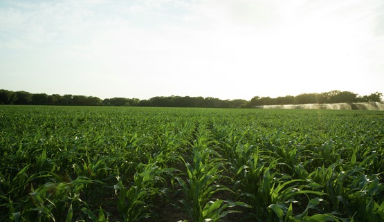 Golden Harvest | Sulfur Application and Nutrient Management Guidelines