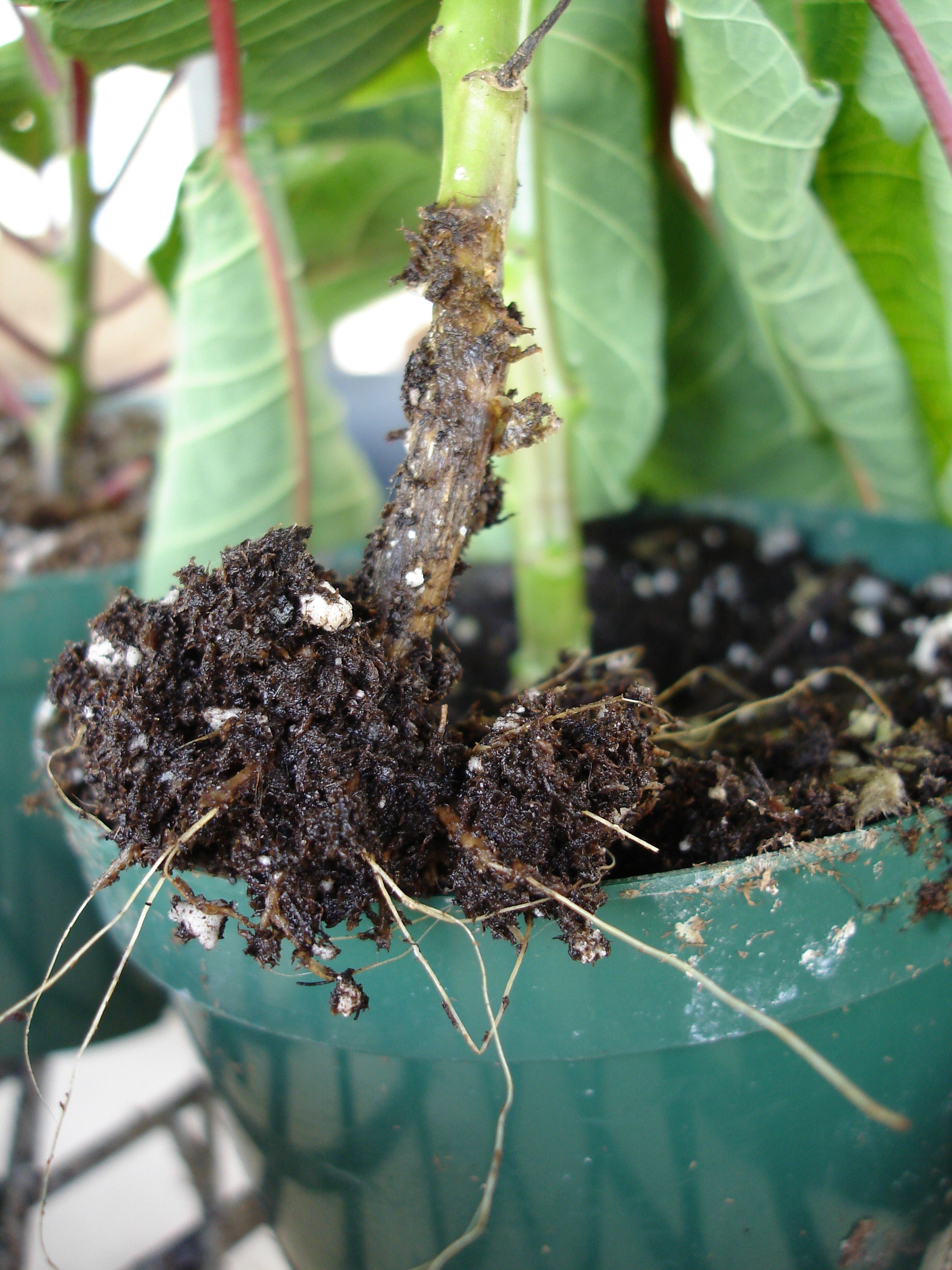 Get Rid of Root Rot | GreenCast | Syngenta