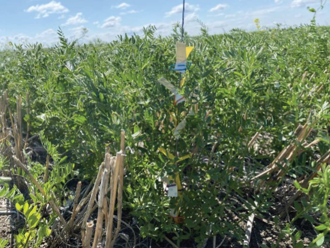 Is your lentil fungicide where it needs to be? | Agronomy hub