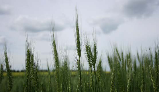 Golden Harvest | Cover Crops: Benefits and Considerations