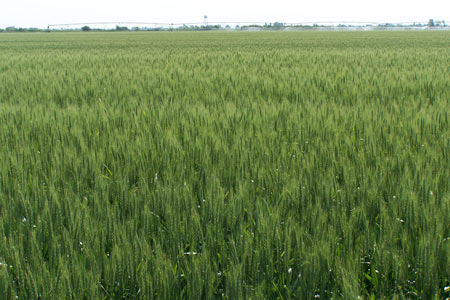 Syngenta introduces two new top-performing high-end quality spring ...