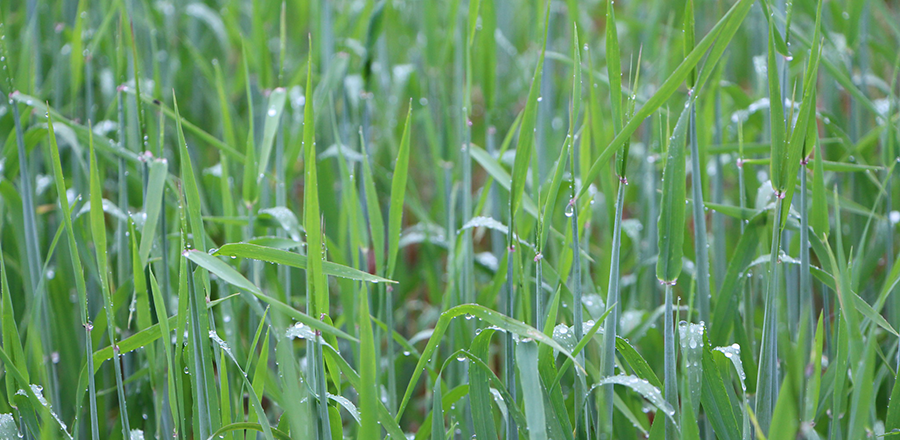 Managing Disease Risk Pays off in Yield and Quality | Agronomy hub