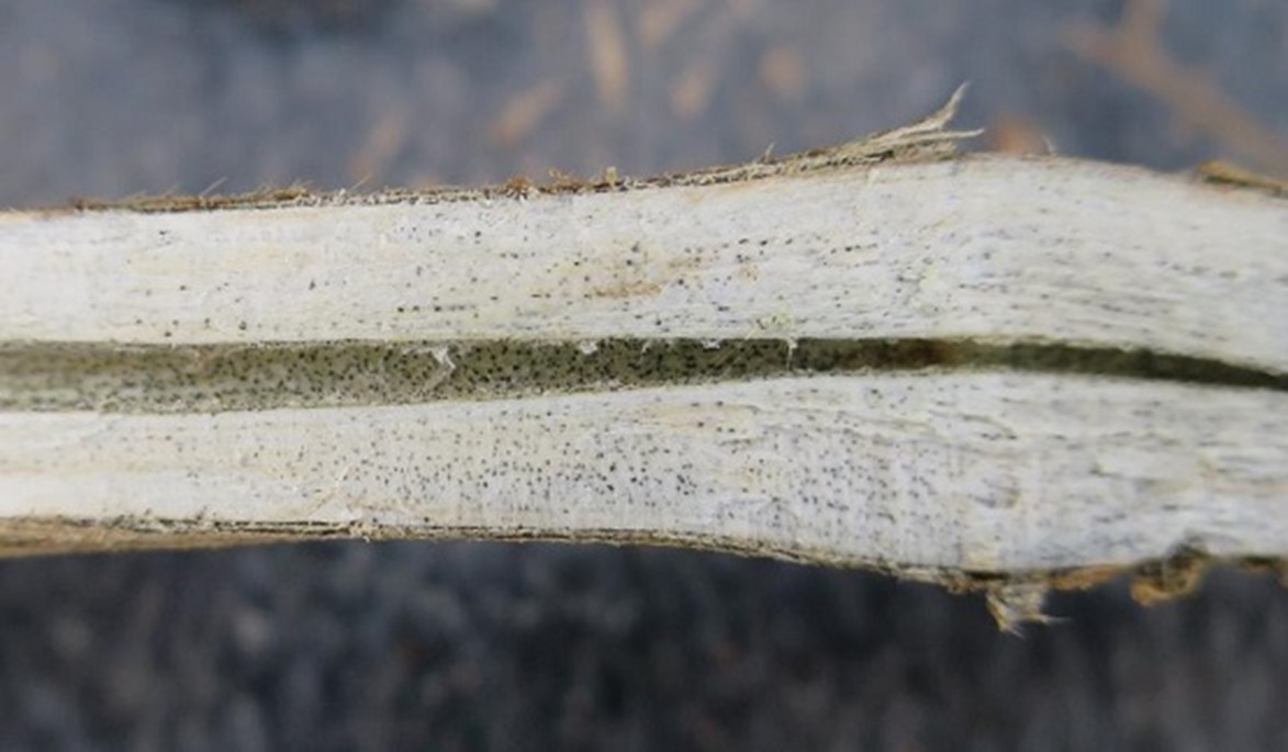 Soybean Root Disease Identification | Golden Harvest