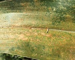 Golden Harvest | Southern & Common Rust In Corn