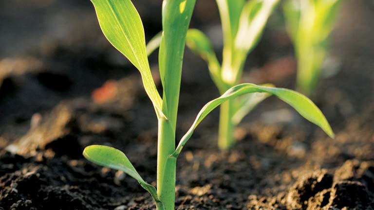 Differences Between Frost & Freeze | Golden Harvest