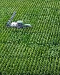 Golden Harvest | Corn Hybrid Response to Foliar Fungicides