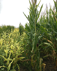 Golden Harvest | Corn Response to High Soil pH Levels