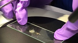 Archer Insecticide | Professional Pest Management | Syngenta