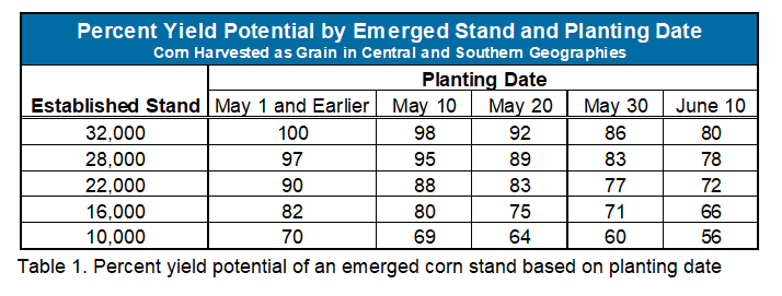 Golden Harvest | The Effect of Hail Damage in Corn | Golden Harvest